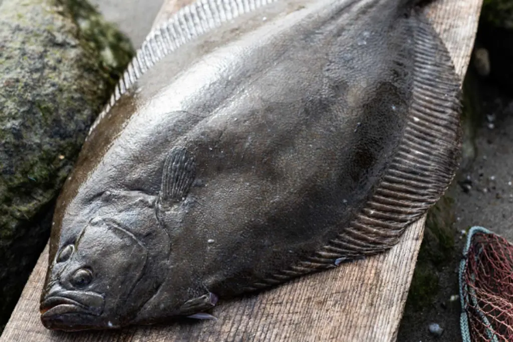 Fladfisk | Råvarefokus | Løgismose.dk